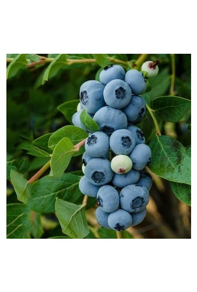 2 Adet Yaban Mersini Fidanı ( Blueberry Lipaka ) Açık Kök 80 100 Metre Boy 2 Adet Yaban Mersini Fidanı ( Blueberry Lipaka ) Açık Kök 80 100 Metre Boy