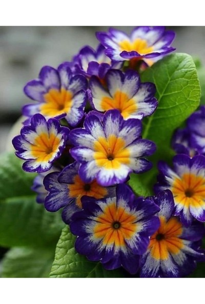 Tohum Dünyam Çuha Çiçeği Tohumu 10 15 Adet