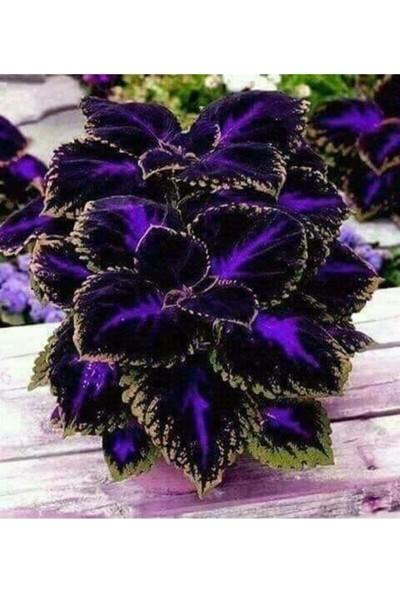 10 Adet Özel Kolyos (Yaprak Güzeli) Çiçek Tohumu 10 Adet Özel Kolyos (Yaprak Güzeli) Çiçek Tohumu