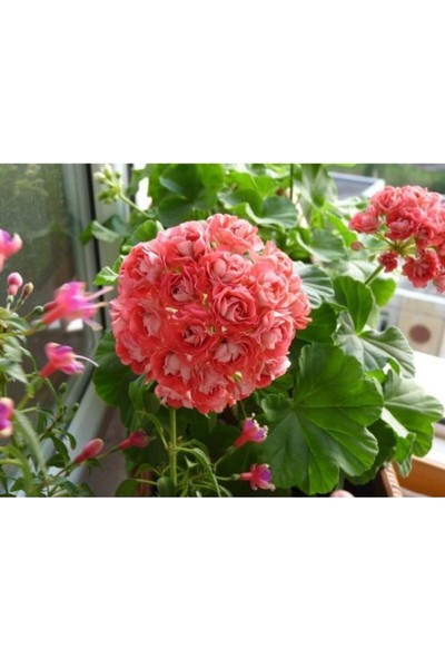 Tohum Dünyam 10 Adet Özel Renkli Gül Sardunya Çiçeği Tohumu Tohum Dünyam 10 Adet Özel Renkli Gül Sardunya Çiçeği Tohumu