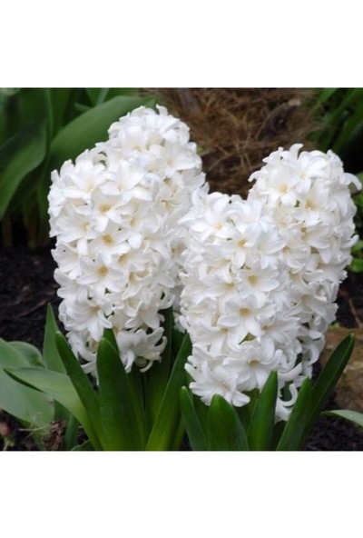 10 Adet Beyaz Sümbül Tohumu