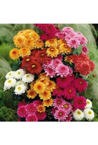 Tohum Dünyam 20 Adet Kasımpatı Çiçeği Tohumu (Bodur)