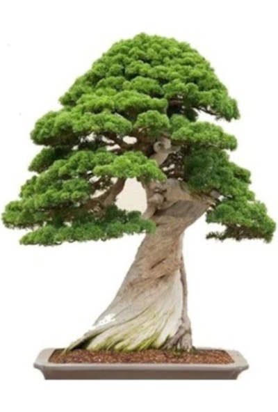 Tohum Dünyam Okaliptüs Bonzai Ağacı Tohumu 5 Adet Bonsai Ağacı Tohumu Tohum Dünyam Okaliptüs Bonzai Ağacı Tohumu 5 Adet Bonsai Ağacı Tohumu