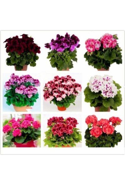 Sarmaşık Sardunya Tohumu 8 Adet 8 Renk