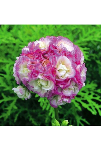 10 Adet Çift Renkli Gül Sardunya Çiçeği Tohumu