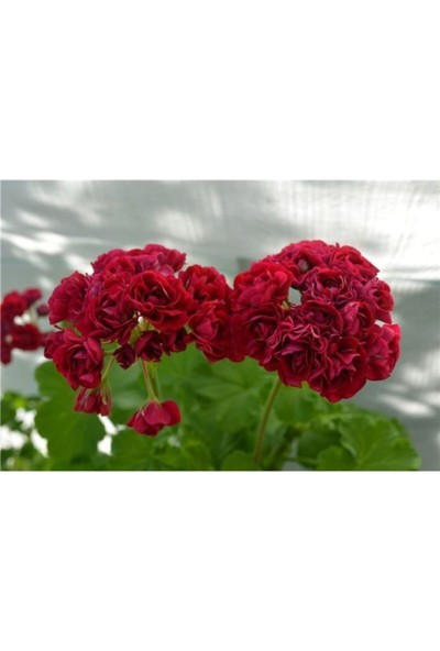 10 Adet Bordo Renkli Gül Sardunya Çiçeği Tohumu