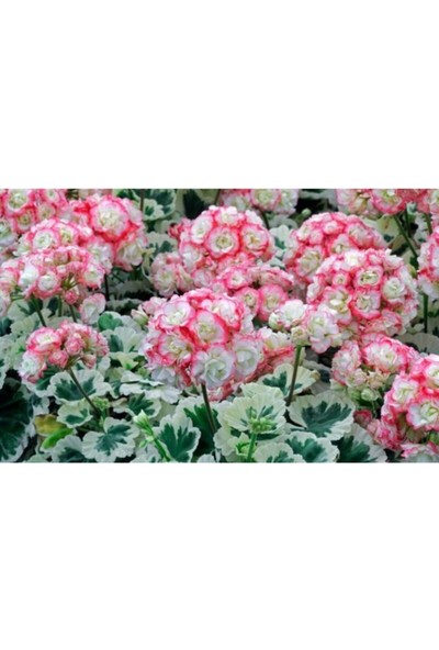 10 Adet Özel Renkli Gül Sardunya Çiçeği Tohumu