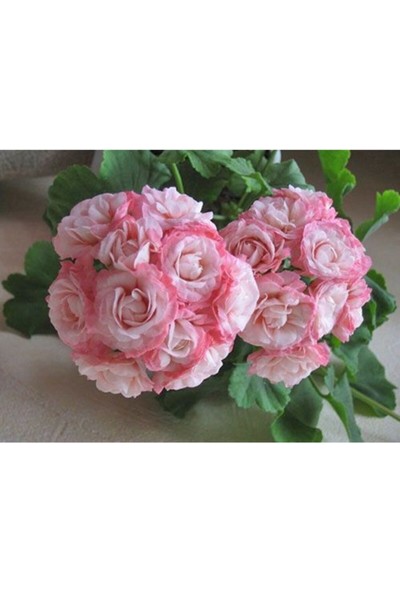 10 Adet Ithal Çift Renkli Gül Sardunya Çiçeği Tohumu