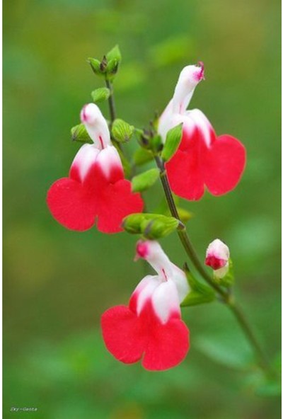Tohum Dünyam 10 Adet Iki Renkli Orkide Çiçek Tohumu