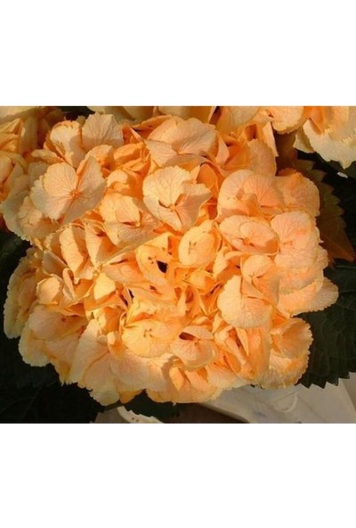 Nandina Botanik Aşılı Tüplü Ortanca Çiçeği Fidanı-Yavruağzı