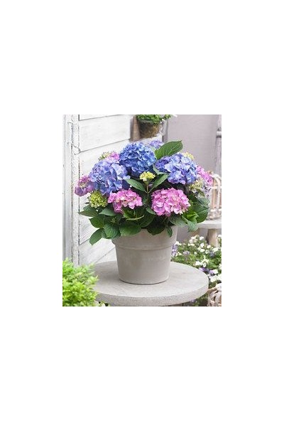 Nandina Botanik Aşılı Tüplü Ortanca Çiçeği Fidanı-Pembe ve Mavi 2 Adet Nandina Botanik Aşılı Tüplü Ortanca Çiçeği Fidanı-Pembe ve Mavi 2 Adet