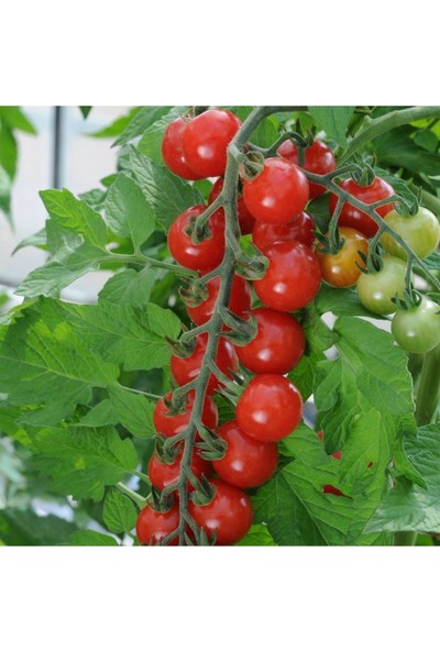 Nandina Botanik 5 Adet Çeri Domates Fidesi Nandina Botanik 5 Adet Çeri Domates Fidesi