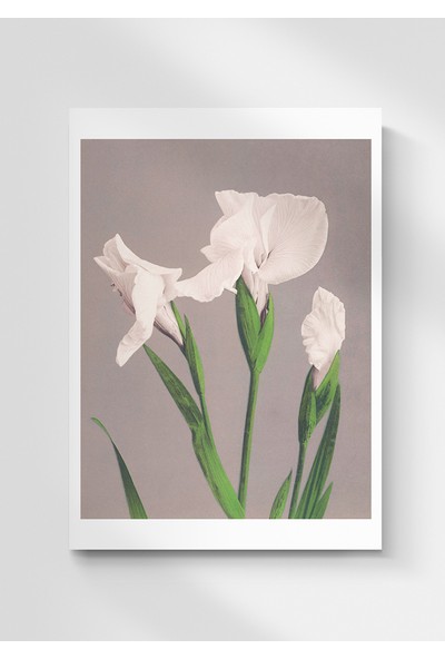 Art House Collective Kazumasa Ogawa Poster - White Irises - Tablo Ölçülerinde ve Yüksek Çözünürlükte - Çerçevesiz Poster Art House Collective Kazumasa Ogawa Poster - White Irises - Tablo Ölçülerinde ve Yüksek Çözünürlükte - Çerçevesiz Poster