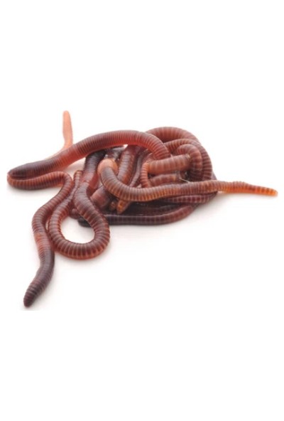 Hioboston 250 Adet Kırmızı Kaliforniya Kompost Gübre Solucanı Hioboston 250 Adet Kırmızı Kaliforniya Kompost Gübre Solucanı