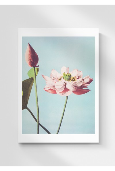 Art House Collective Kazumasa Ogawa Poster - Photomechanical Prints Of Lotus Flowers - Yüksek Çözünürlükte - Çerçevesiz Art House Collective Kazumasa Ogawa Poster - Photomechanical Prints Of Lotus Flowers - Yüksek Çözünürlükte - Çerçevesiz