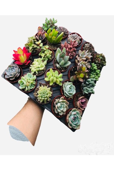 Egzotikbahçe Sukulent Seti 10 Adet Farklı Succulent Mix Dolgun Formlu Çeşit Egzotikbahçe Sukulent Seti 10 Adet Farklı Succulent Mix Dolgun Formlu Çeşit