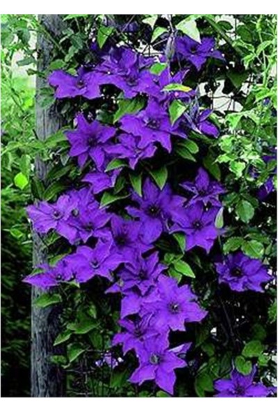 Iri Çiçekli Mor Yaban Asması Clematis The President, Ithal, Saksıda Iri Çiçekli Mor Yaban Asması Clematis The President, Ithal, Saksıda