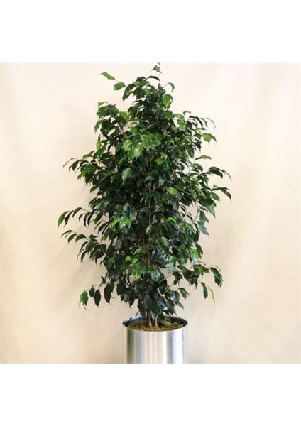 Metal Saksıda Benjamin Bitkisi Fiyatı - Taksit Seçenekleri