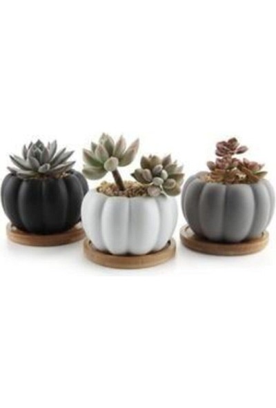 Isem 3lü Bal Kabak Tasarımlı Mini Dekoratif Beton Saksı