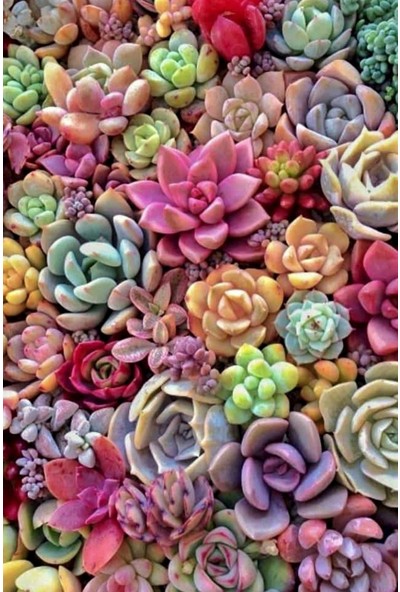 Tohum Dünyam Karışık Renkli Sukulent Tohumu 10 Farklı Türde / 20 Tohum