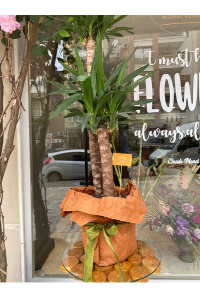 Yuka Bitkisi 2 Gövdeli Yuka Bitkisi 2 Gövdeli