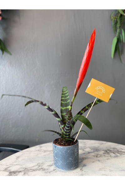 Vriesea Splendens Alev Kılıcı Bitkisi