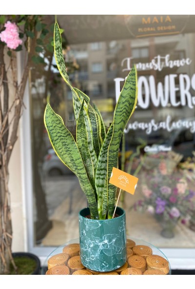 Paşa Kılıcı Sansevieria Bitkisi Paşa Kılıcı Sansevieria Bitkisi