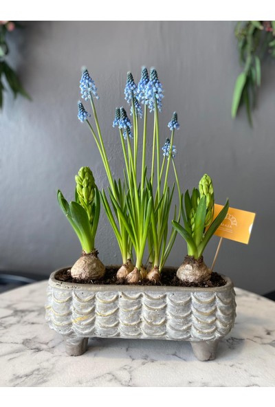Muscari Armeniacum Üzüm Sümbülü ve Sümbül Soğanı Aranjmanı