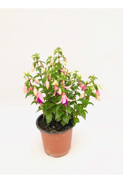 Küpeli 15 Lik Saksıda