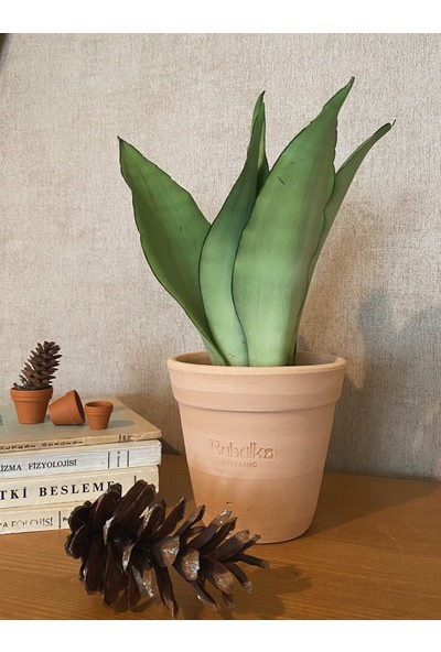 Bubulka Botanik Sansevieria Trifasciata 'moonshine' / Paşa Kılıcı Bubulka Botanik Sansevieria Trifasciata 'moonshine' / Paşa Kılıcı