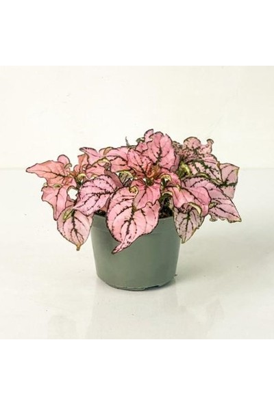 Fidan Burada Hypoestes Phyllostachya Pembe Hostes Çiçeği Fidan Burada Hypoestes Phyllostachya Pembe Hostes Çiçeği