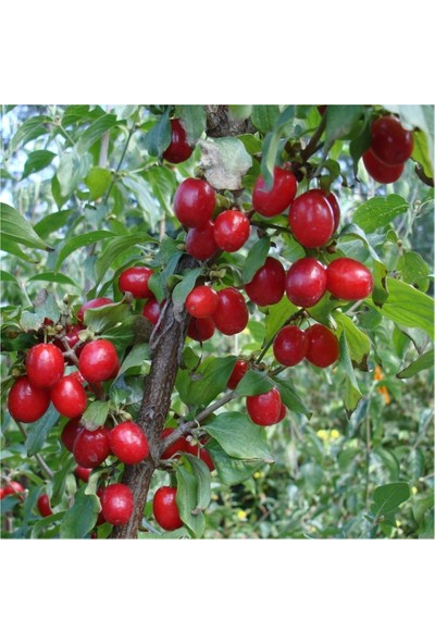4 Yaş Aşılı Kızılcık Fidanı 90 Santim Üzeri