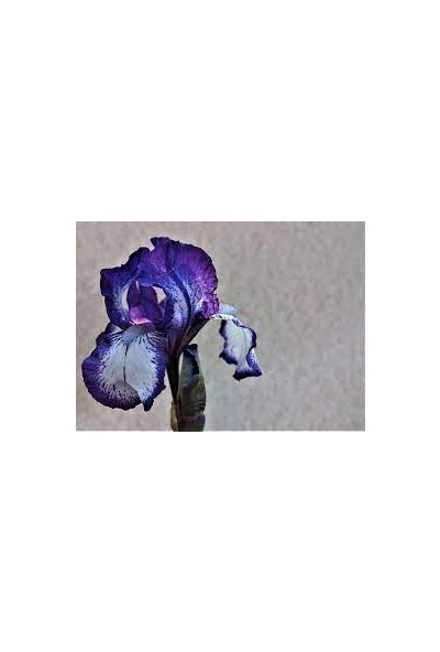 Han 2 Adet Süsen Iris Çiçek Soğanı-KOD107 Han 2 Adet Süsen Iris Çiçek Soğanı-KOD107