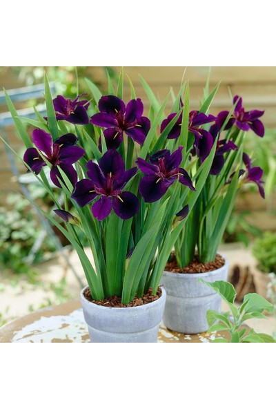 Han 2 Adet Süsen Iris Çiçek Soğanı-KOD112 Han 2 Adet Süsen Iris Çiçek Soğanı-KOD112
