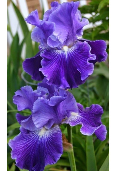 Han 4 Adet Süsen Iris Çiçek Soğanı-KOD129 Han 4 Adet Süsen Iris Çiçek Soğanı-KOD129