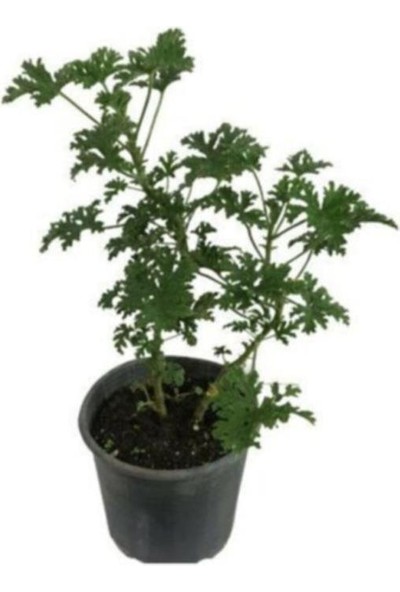 Biorganix Pelargonium Odoratissimum - Itır Bitkisi Özel Ürün