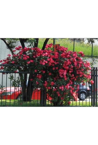 Sarmaşık Gülleri Renkleri