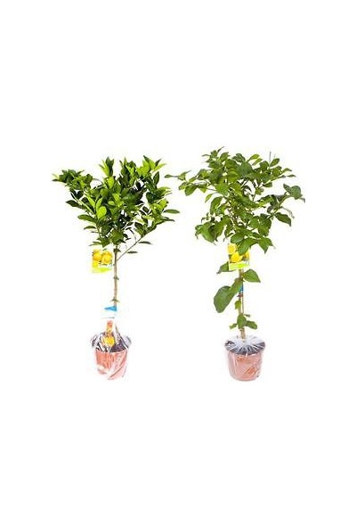 Plantistanbul Yediveren Limon Fidanı, Tüplü Plantistanbul Yediveren Limon Fidanı, Tüplü