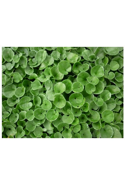 Fare Kulağı Çim Tohumu - Dichondra Repens - 1 Kg Fare Kulağı Çim Tohumu - Dichondra Repens - 1 Kg