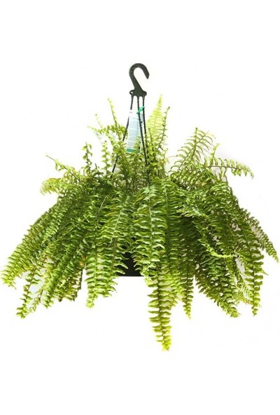 Aşk Merdiveni Askılı Saksıda Çiçek 30x50 cm