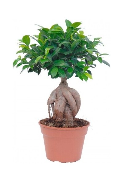Bonzai Çiçeği / Bonsai ( Havuç Köklü )