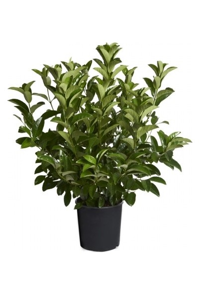 Kartopu Fidanı Viburnum 70x100 cm Kartopu Fidanı Viburnum 70x100 cm