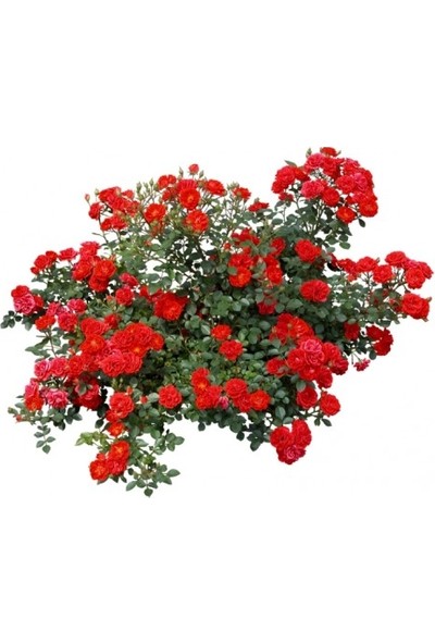 Sarmaşık Gül Kokulu - Kırmızı 130x150 cm Sarmaşık Gül Kokulu - Kırmızı 130x150 cm