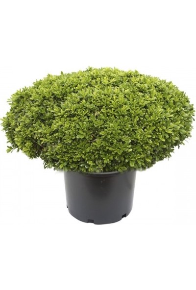 Pittosporum Yıldız Çalısı