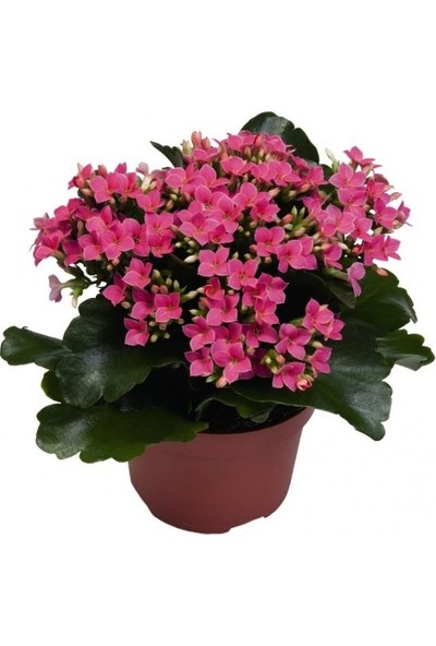 Karadeniz Fidancılık Kalançoe Çiçeği ( Kalanşo ) Pembe Renkli