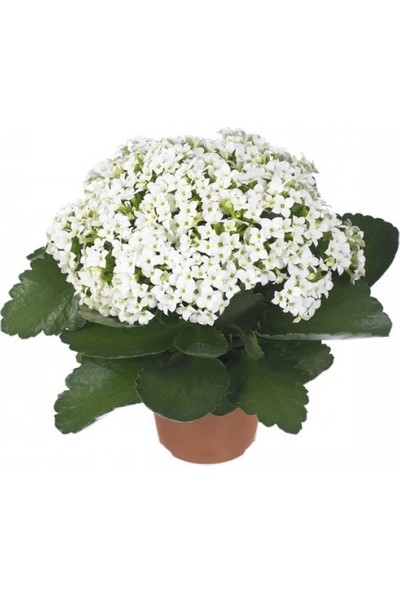 Karadeniz Fidancılık Kalançoe Çiçeği ( Kalanşo ) Beyaz Renkli