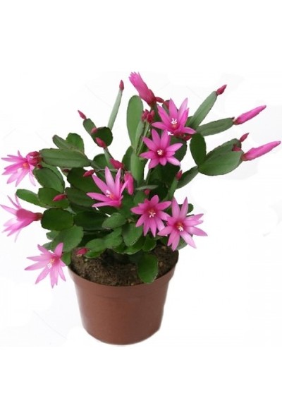 Karadeniz Fidancılık Yılbaşı Çiçeği Schlumbergera ( Yılbaşı Kaktüsü ) Pembe Renkli