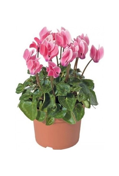 Karadeniz Fidancılık Seklemen Renkleri Pembe ( Şıklamen - Sıklamen )