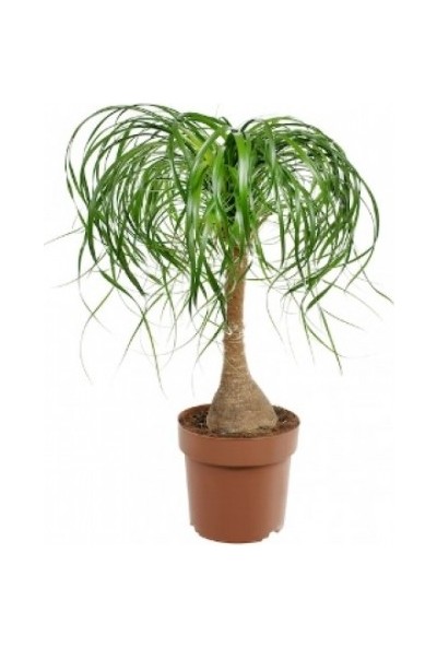 Nolina Çiçeği Beaucarnea Recurvata