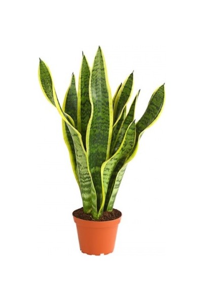 Karadeniz Fidancılık Peygamber Kılıcı ( Paşa Kılıcı ) 20 - 30 cm Karadeniz Fidancılık Peygamber Kılıcı ( Paşa Kılıcı ) 20 - 30 cm